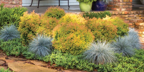 Garden Workhorse: 5 uses for Fire Chief™ Arborvitae in your landscape ...