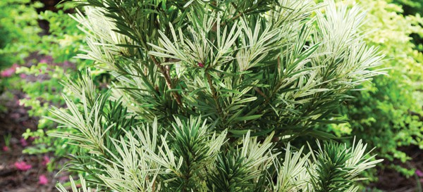 7 Tall and Slender Shrubs for Tight Spaces | Southern Living Plants