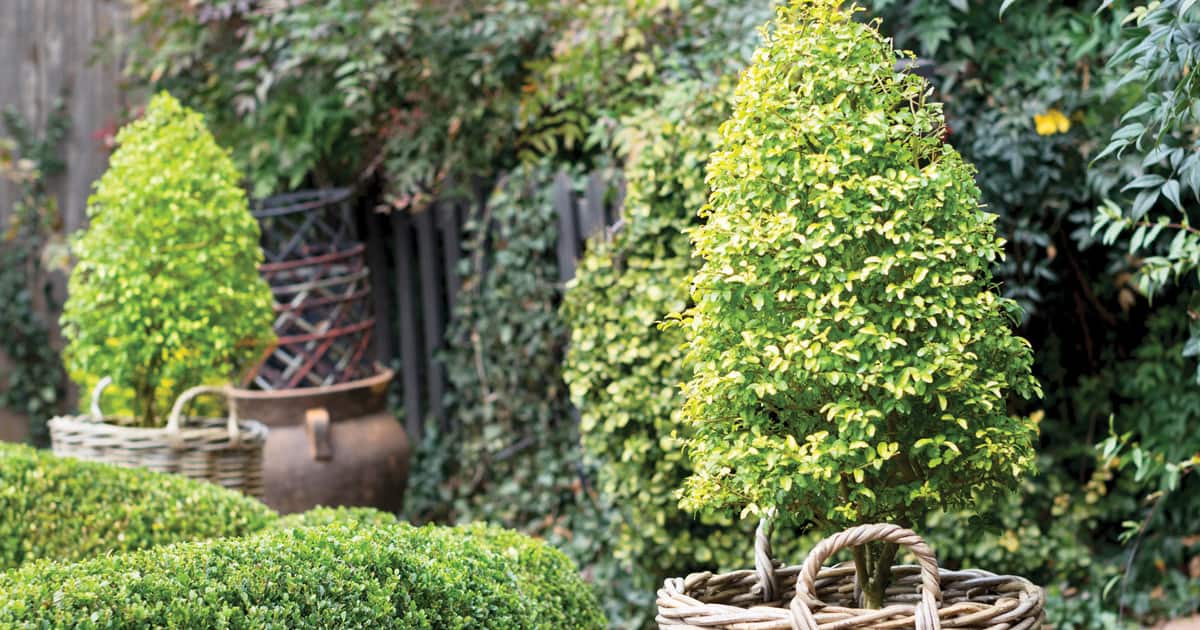 Ligustrum Sunshine