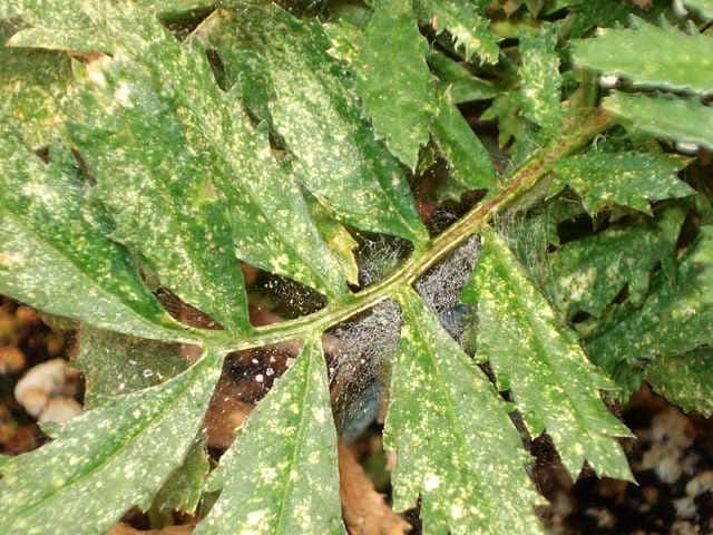 Dying raspberry canes - Real Gardeners