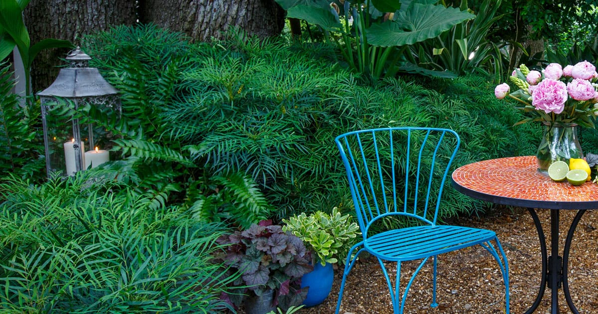 3 ways to use ‘Soft Caress’ Mahonia in your Garden | Southern Living Plants