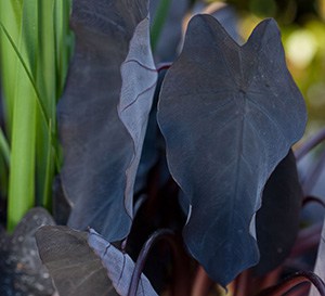 Video: Little Black Magic™ Dwarf Elephant Ear | Southern Living Plants