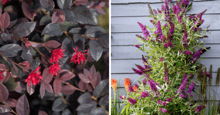 Magnificent Magenta - Southern Living Plants