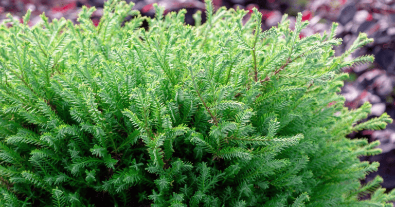 Southern Living® Conifers Bring Lifetime of Gardening Enjoyment