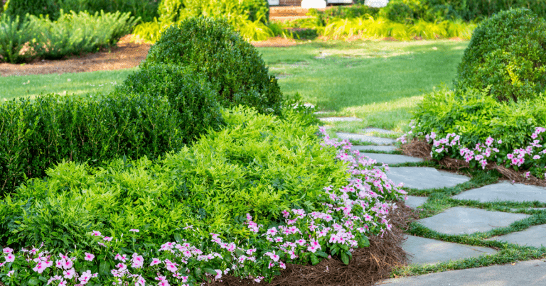Nandina - Southern Living Plants