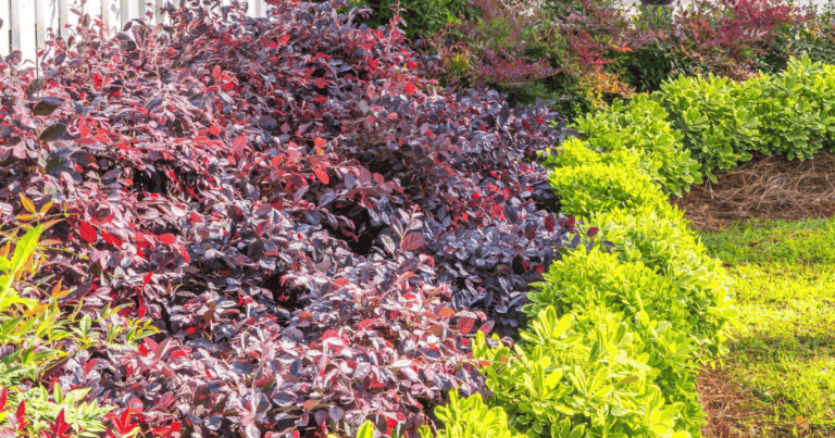 5 Must Have Plants for Spring