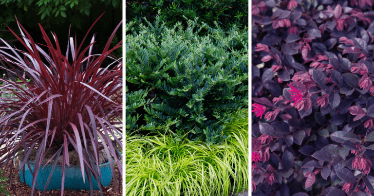 Magnificent Magenta - Southern Living Plants
