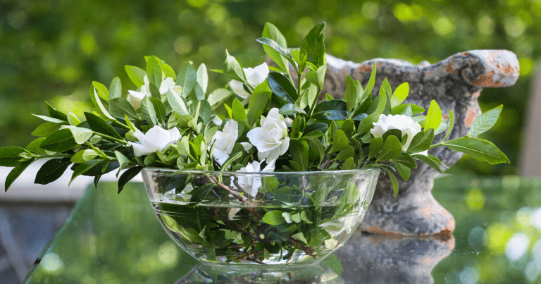 Growing Southern Living Plants in a Northern Climate - Southern Living ...