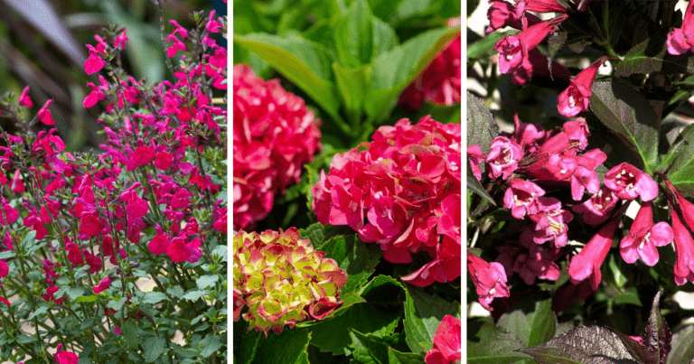Magnificent Magenta - Southern Living Plants