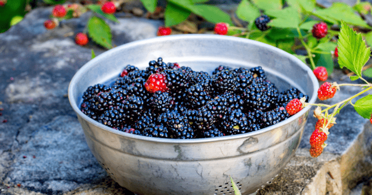 Grow-able Gift Baskets for Your Sweetheart! - Southern Living Plants