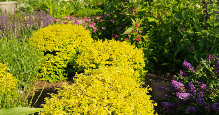 Sun Loving Shrubs - Southern Living Plants