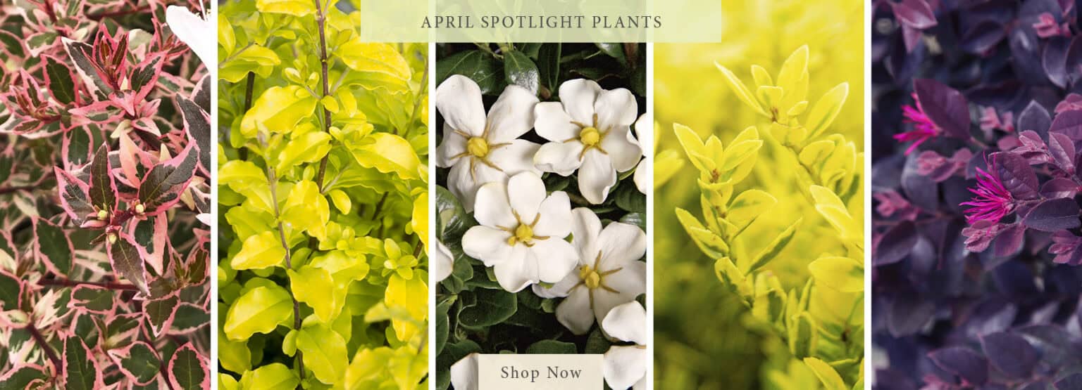 Southern Living Plants - Plants Selected For Southern Gardens