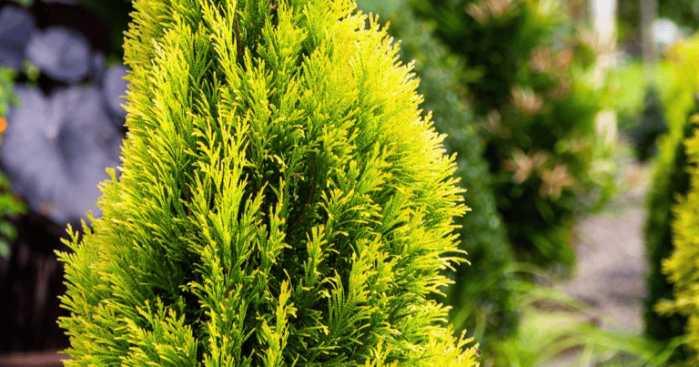 Southern Living® Conifers Bring Lifetime of Gardening Enjoyment