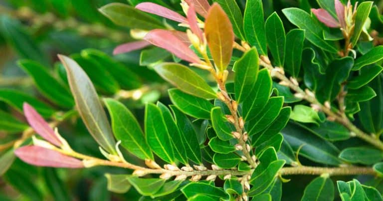 Distylium: The Best Landscape Plant You’ve Never Heard Of