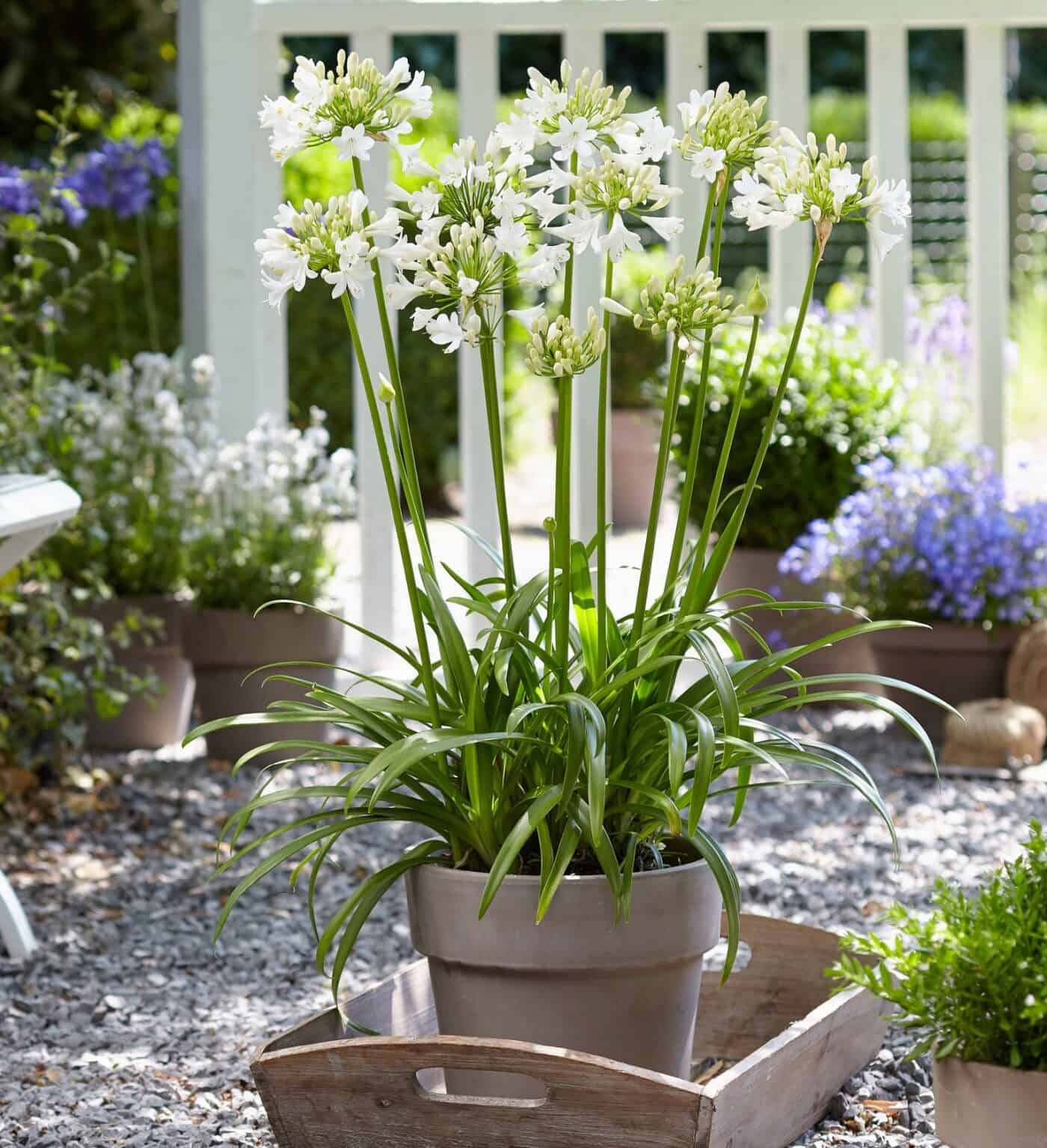 African Lily (Agapanthus): Types, Colors, and How to Use Lily of the ...
