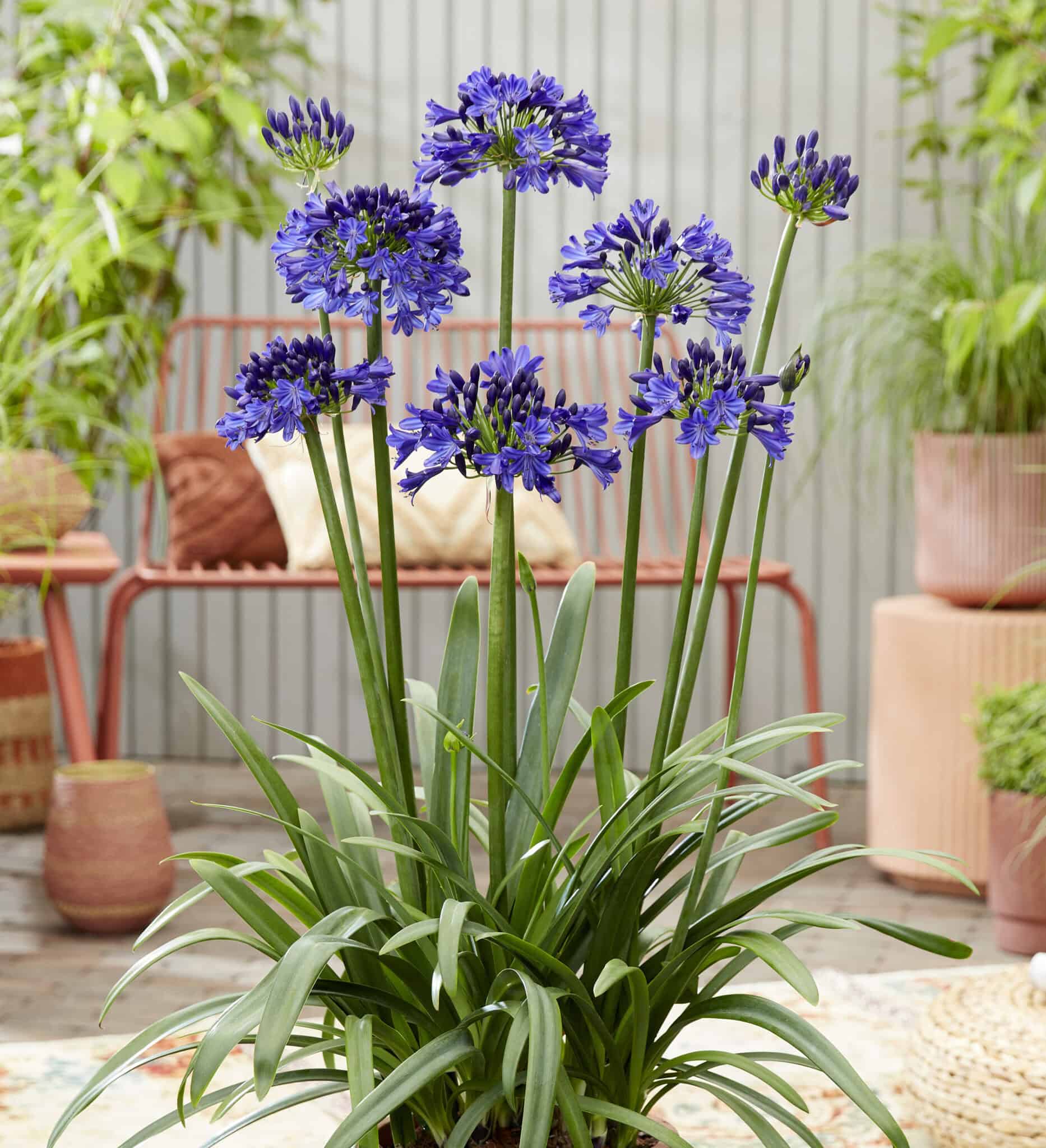 Agapanthus - Southern Living Plants