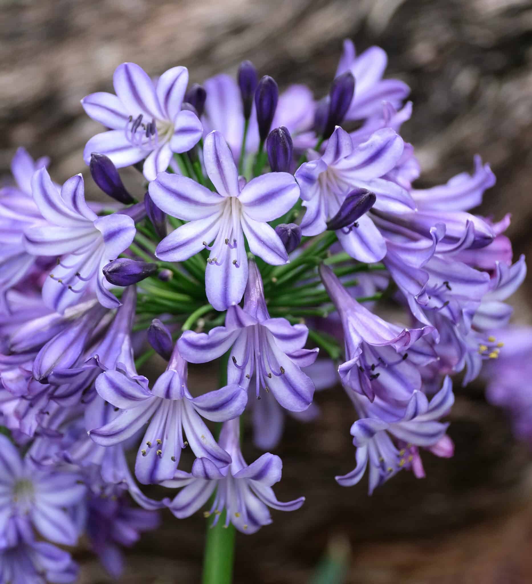 Ever Star™ Agapanthus - Southern Living Plants