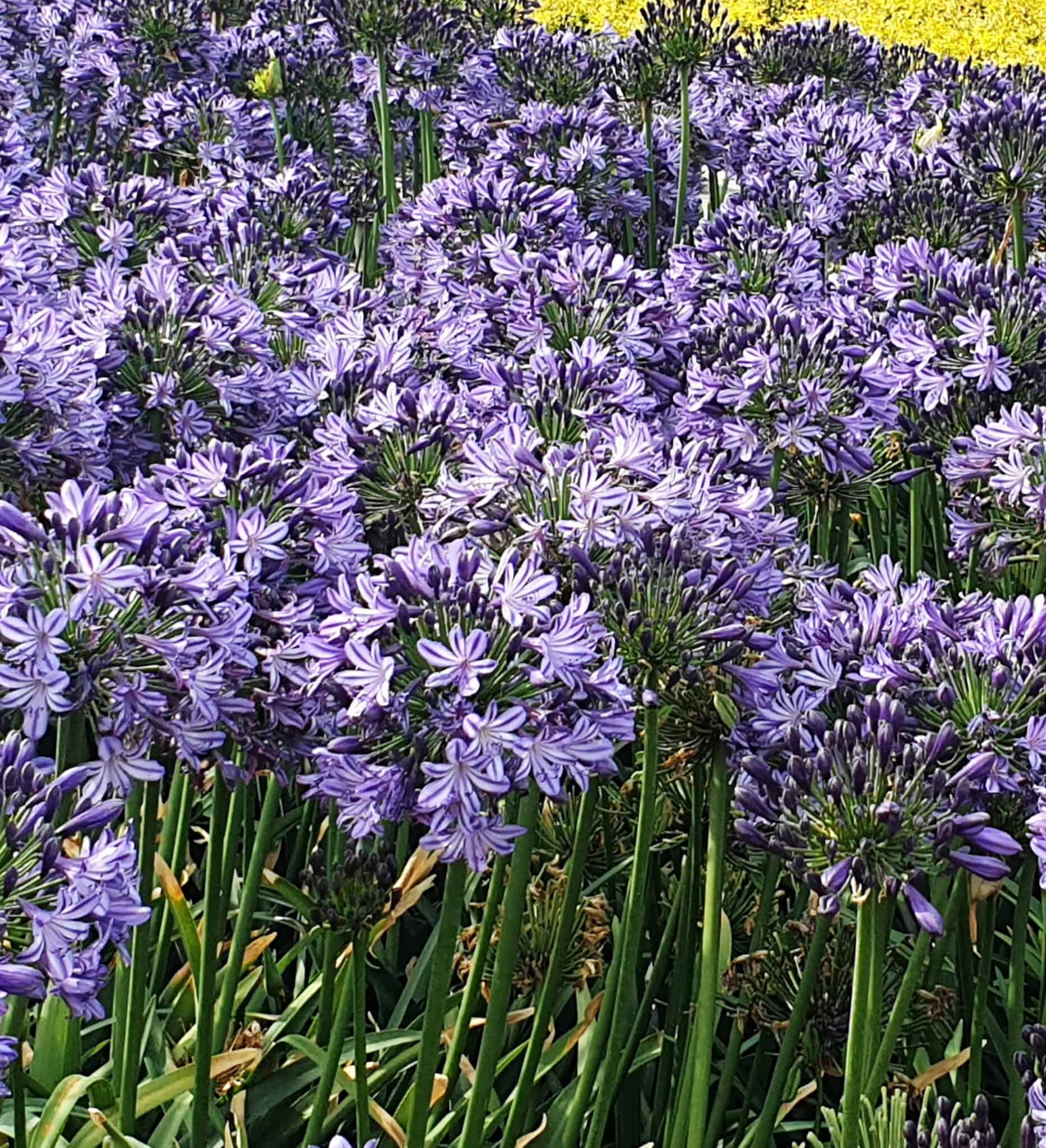 Agapanthus - Southern Living Plants