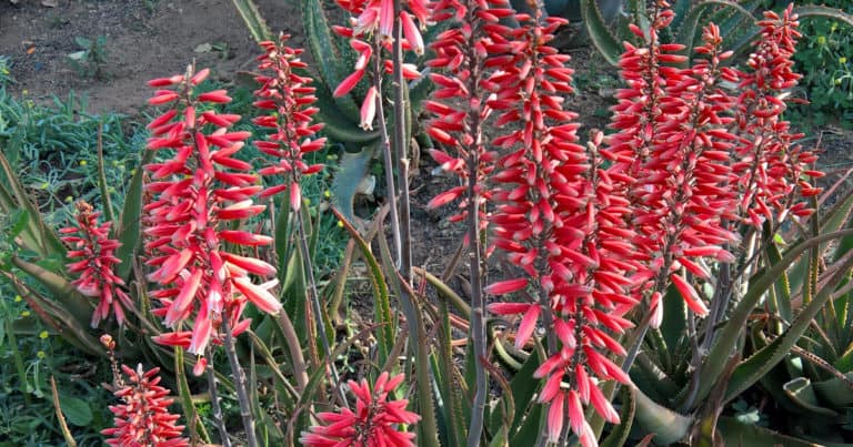 'Safari Rose' Aloe - Southern Living Plants