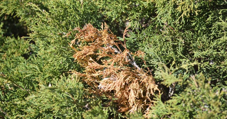 How to Care for Cold-Damaged Shrubs - Southern Living Plants