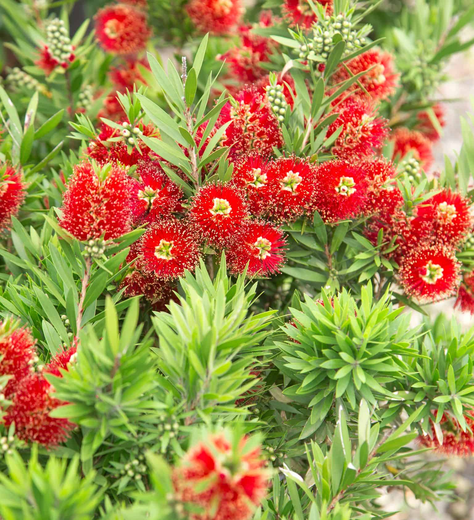 Grumpy's Top Ten Plants - Southern Living Plants