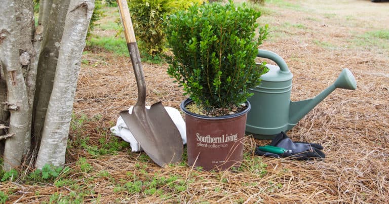 How to Care for Boxwood