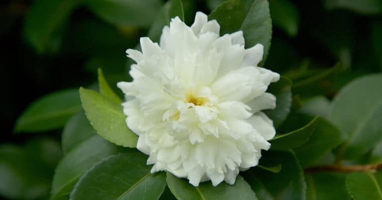 October Magic® Ivory™ Camellia - Southern Living Plants