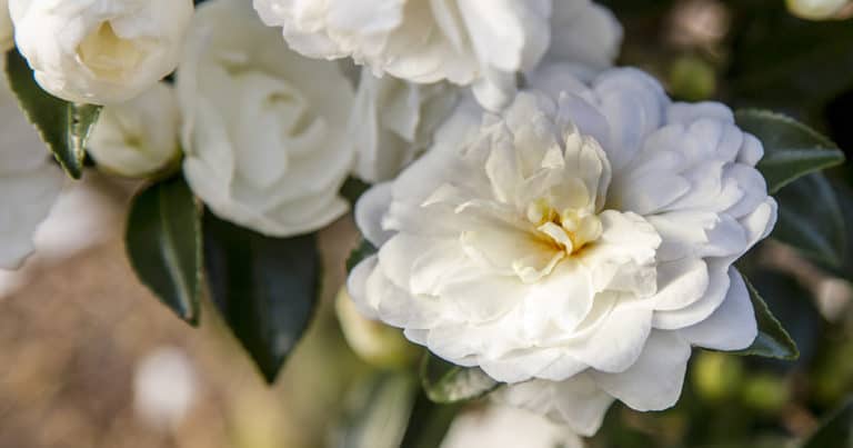 October Magic® Bride™ Camellia - Southern Living Plants