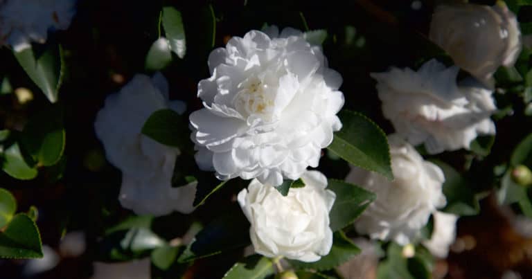 October Magic® White Shi-Shi™ Camellia - Southern Living Plants