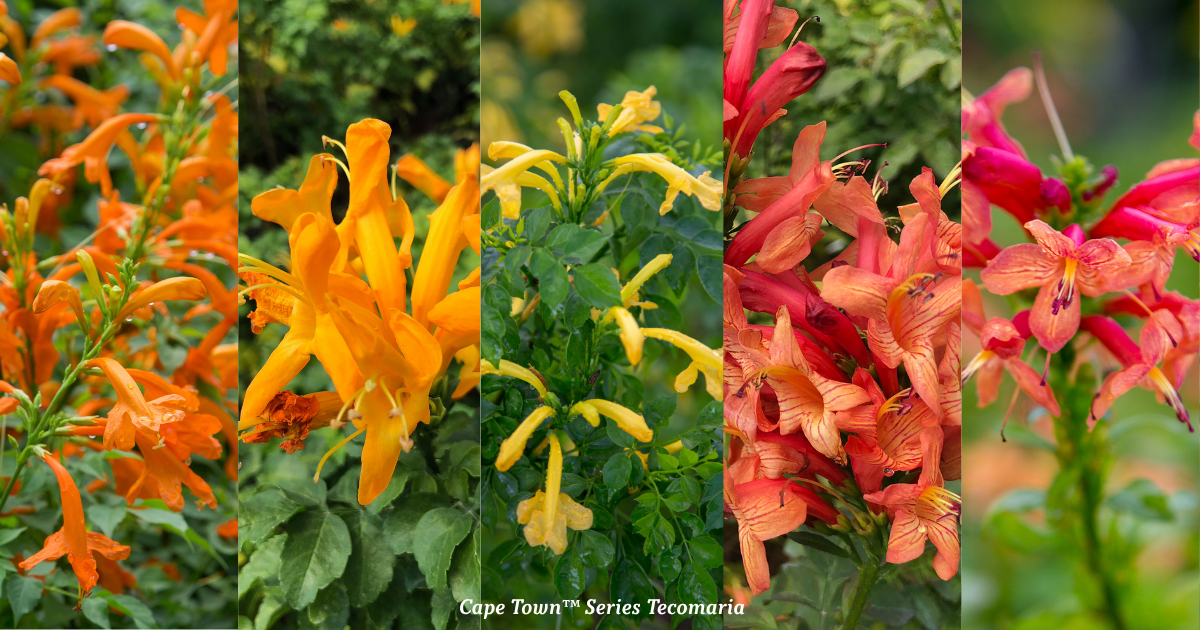 Heat-Ready & Texas Tough: Plants That Thrive in Lone Star Landscapes