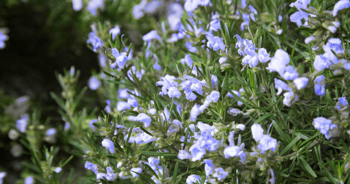 Heat-Ready & Texas Tough: Plants That Thrive in Lone Star Landscapes