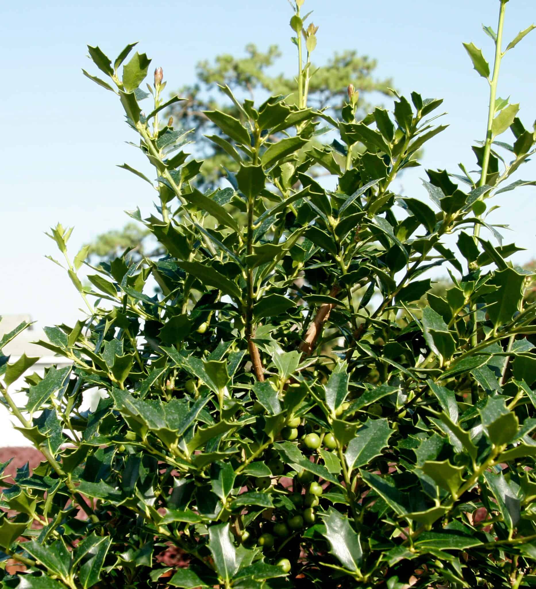 Christmas Jewel® Holly