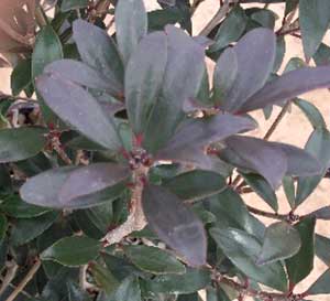Romeo™ Cleyera - New from Southern Living