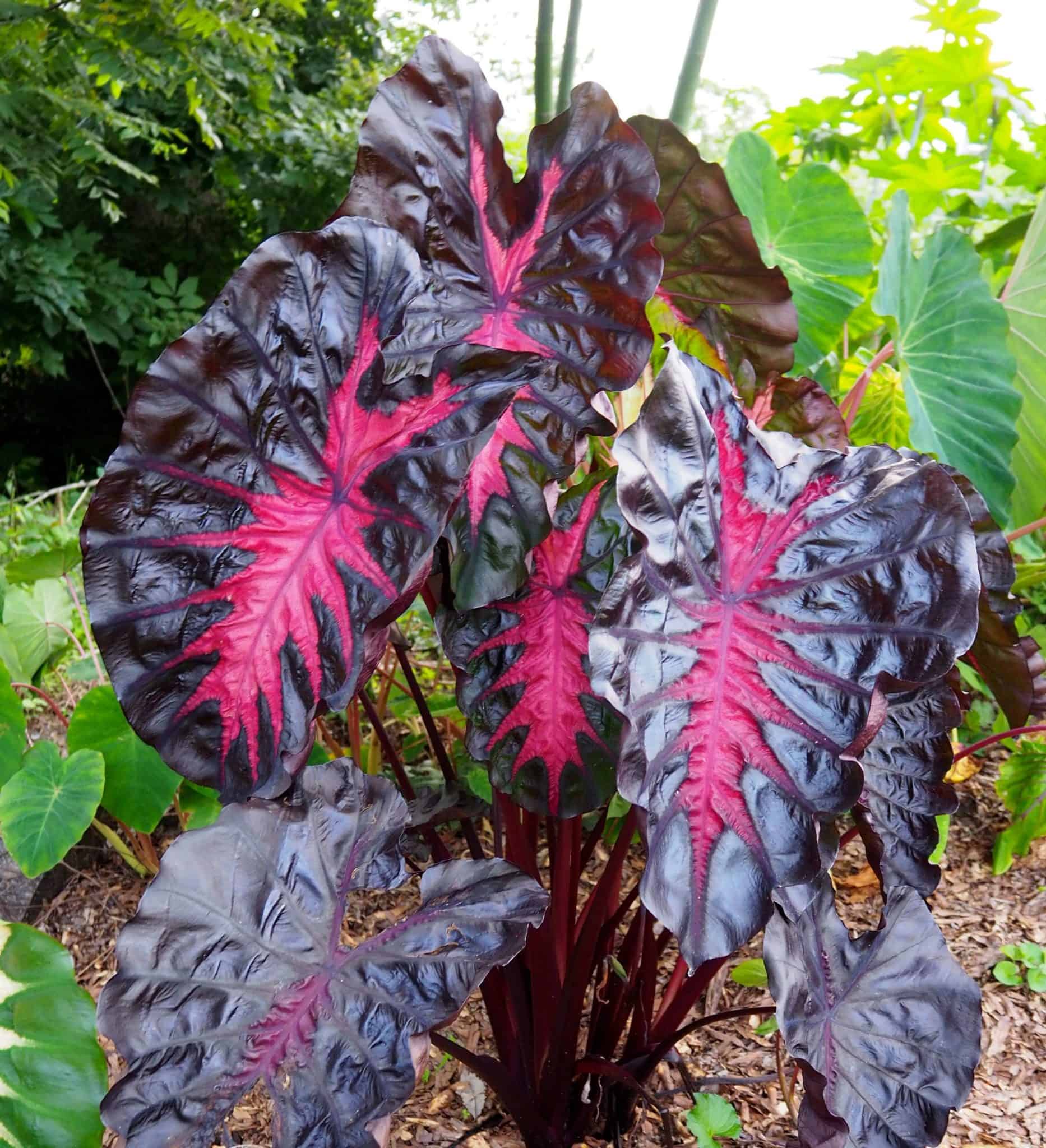 Redemption™ Colocasia - Southern Living Plants