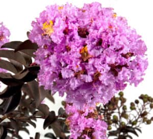 Delta Moonlight™ Crapemyrtle