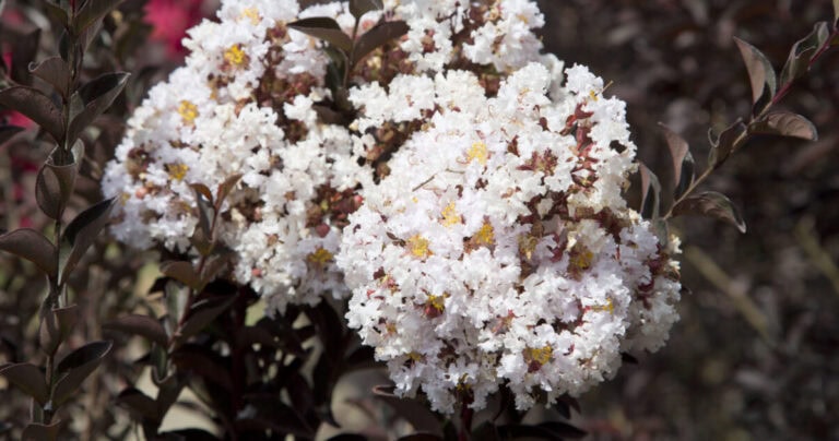 From Wind to Waves: 7 Plants That Can Weather (Most!) Hurricanes ...