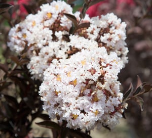 Delta Eclipse™ Crapemyrtle