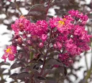 Delta Eclipse™ Crapemyrtle