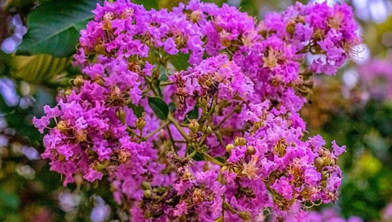 'Miss Sandra' Crapemyrtle - Southern Living Plants
