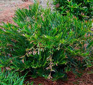 Distylium - Southern Living Plants