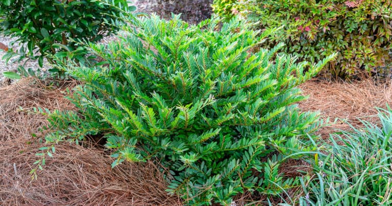 Bayou Bliss® Distylium - Southern Living Plants