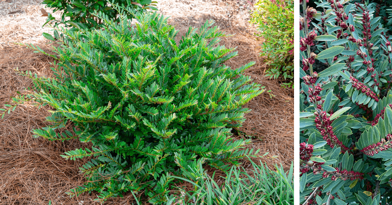 These Landscape Superstars Add Easy-Care Curb Appeal - Southern Living ...