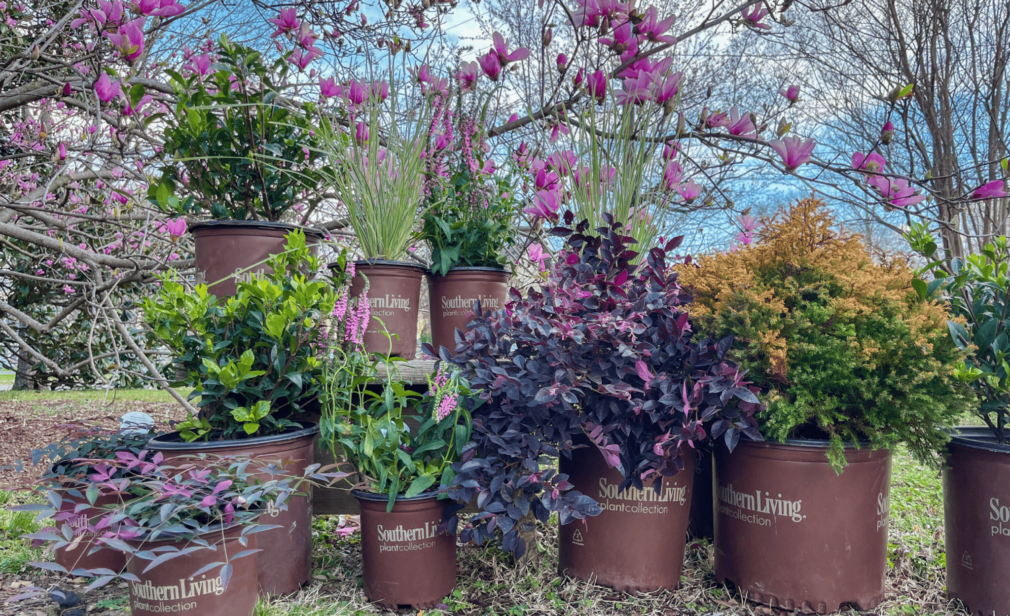 Growing ‘Evergreen Structure’ with Plant By Number