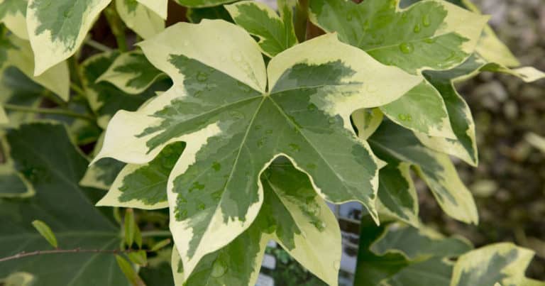 Vines - Southern Living Plants