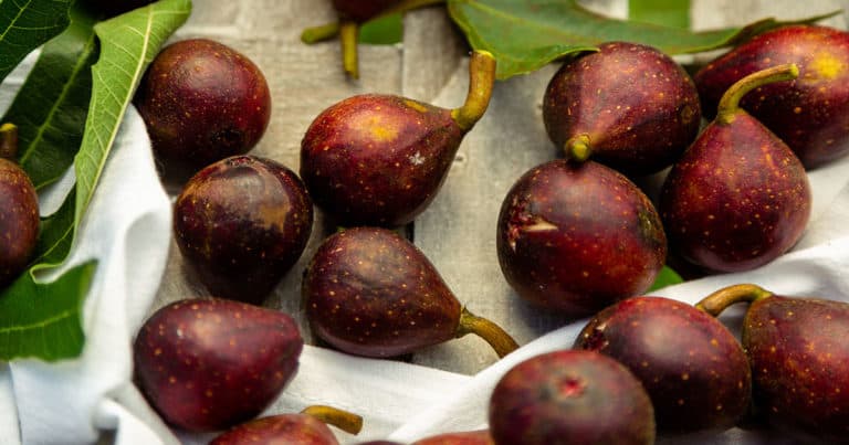 'Little Miss Figgy' Dwarf Fig Tree - Southern Living Plants