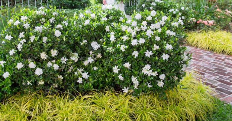 Guide to Gardenia Care - Southern Living Plants