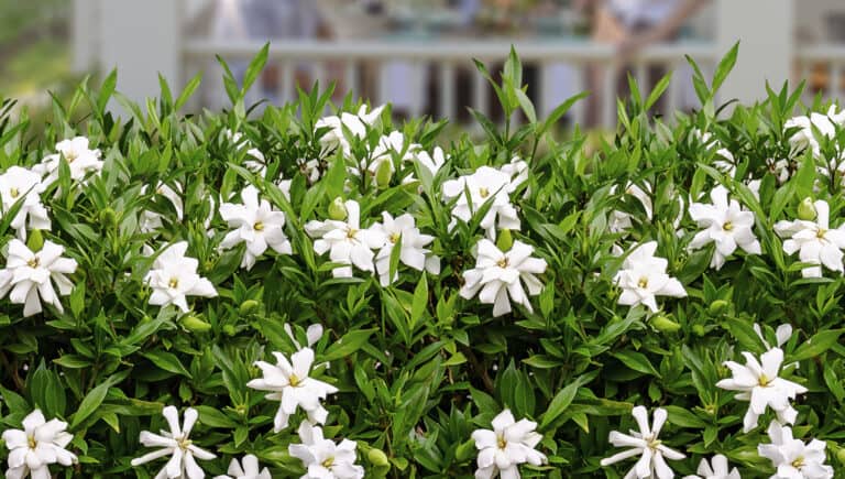 Guide to Gardenia Care - Southern Living Plants