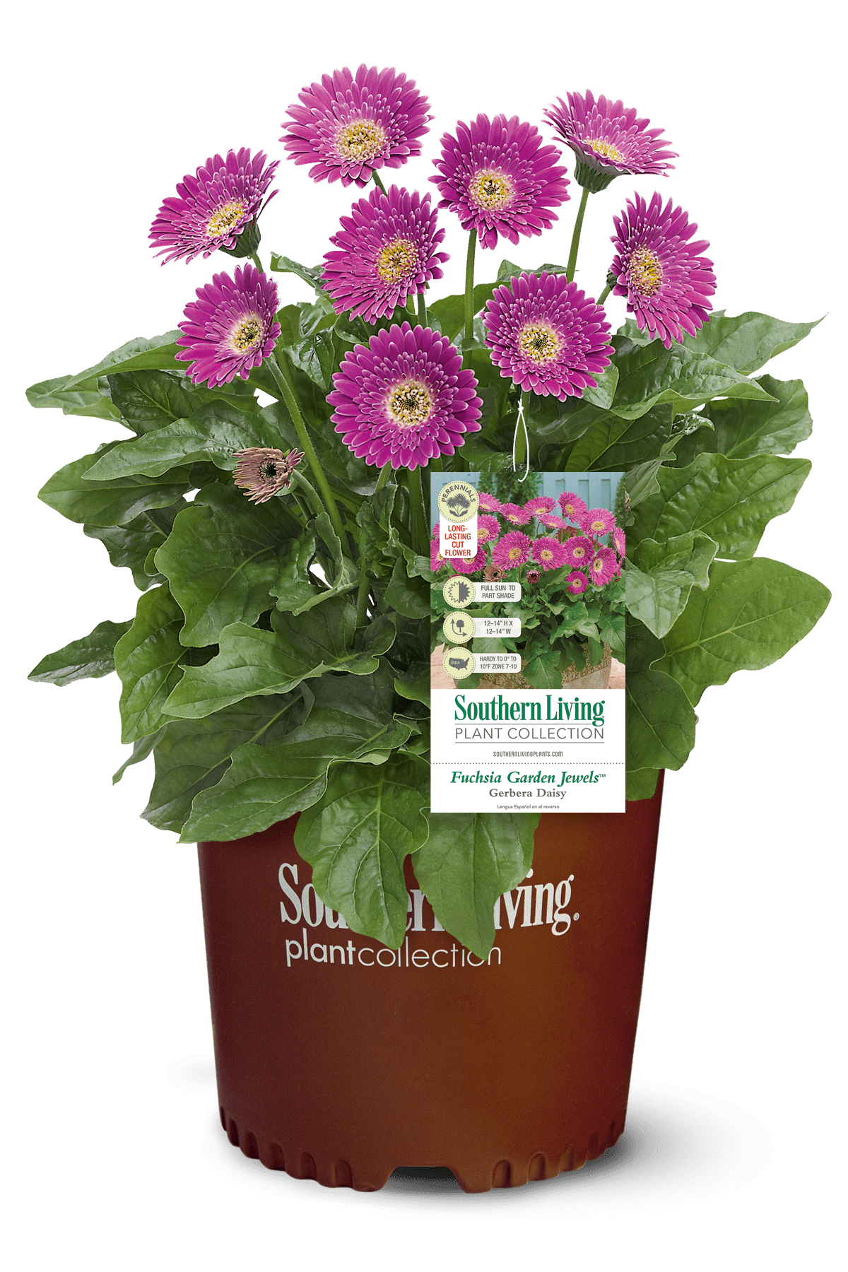 Image – Page 11 – Southern Living Plants