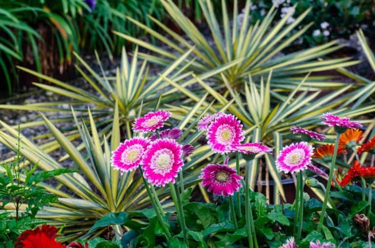 ‘Color Guard’ Yucca