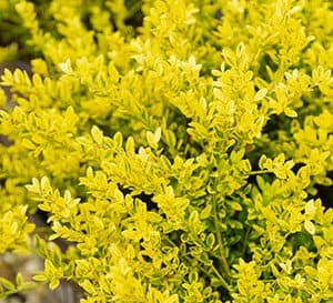 Holly - Southern Living Plants